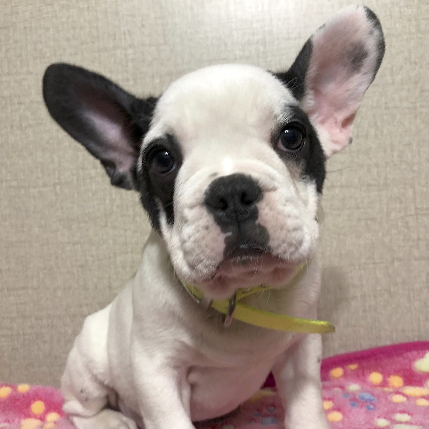 Boo | Dog Ranch Rescue