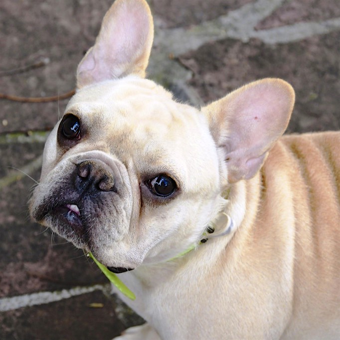 Silly Putty | Dog Ranch Rescue