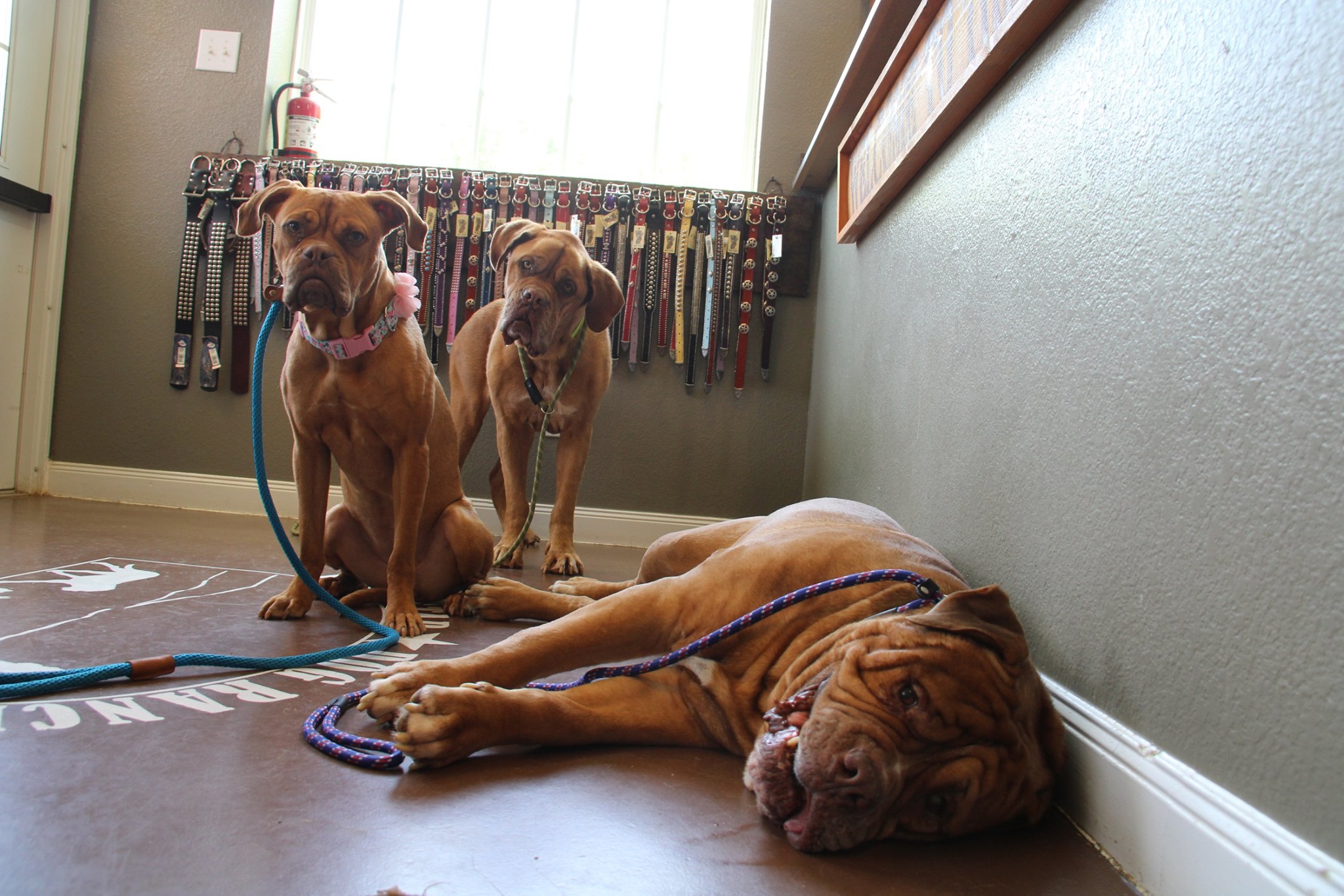 Red | Dog Ranch Rescue