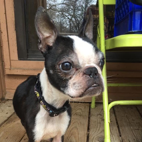 Marv | Dog Ranch Rescue