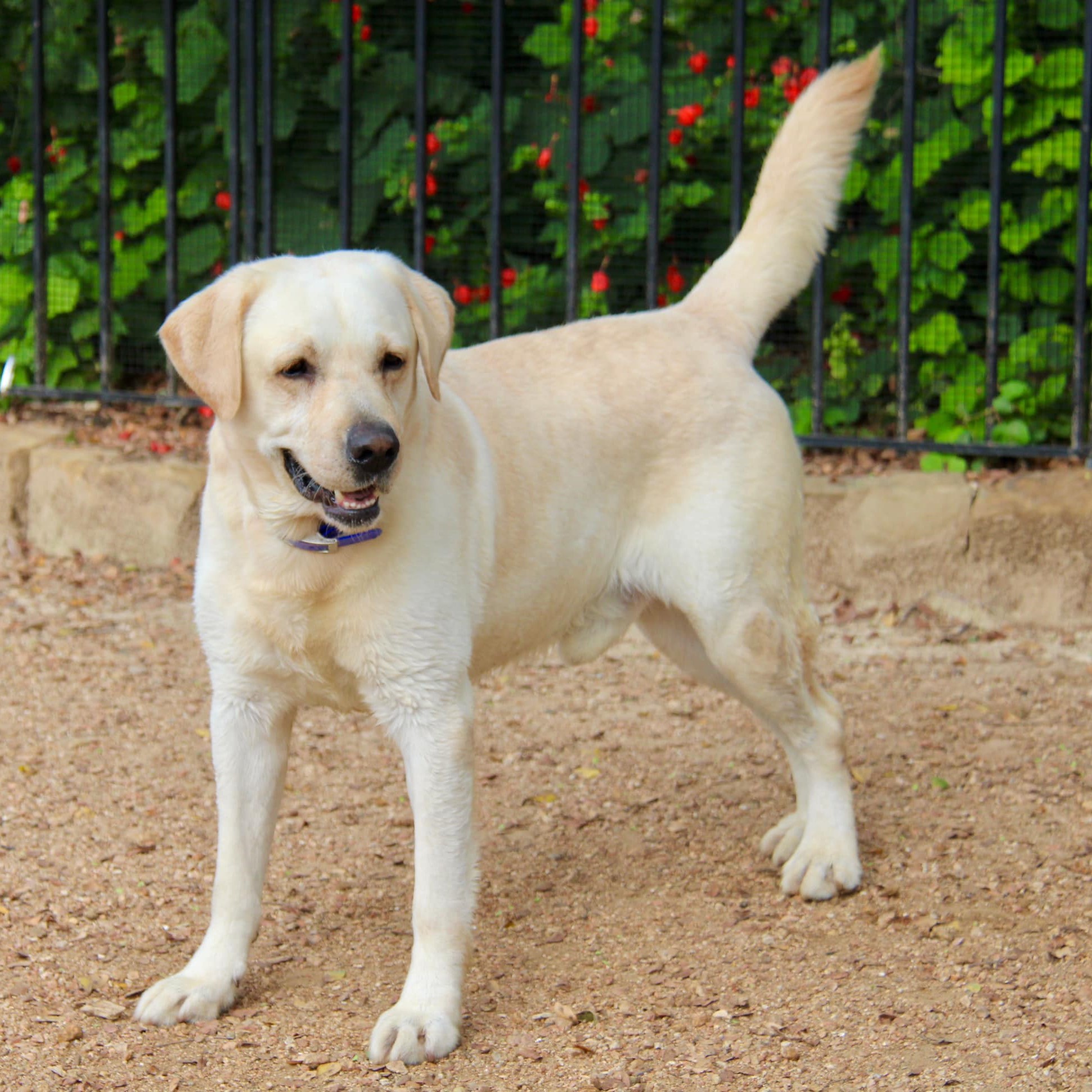 Dub | Dog Ranch Rescue