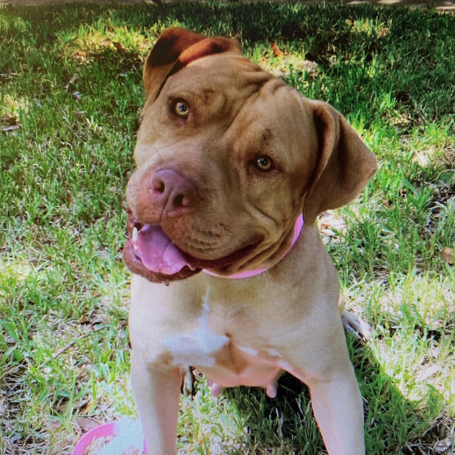 Ember | Dog Ranch Rescue