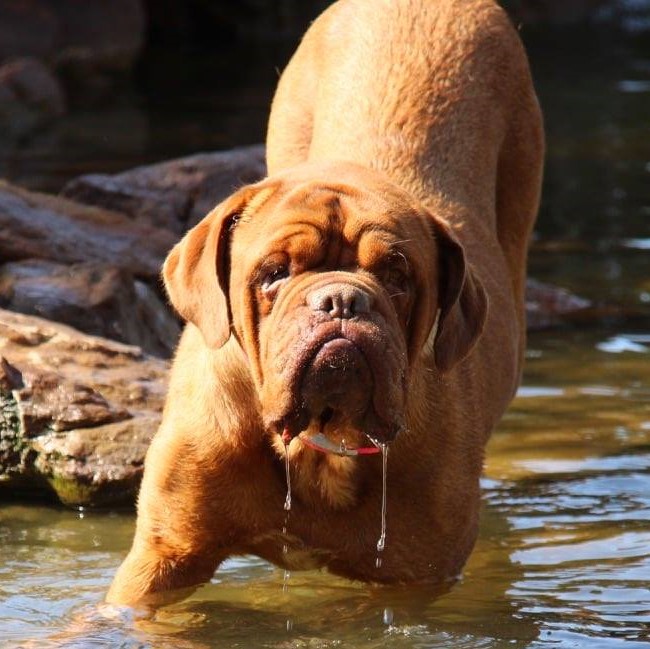 Teague | Dog Ranch Rescue