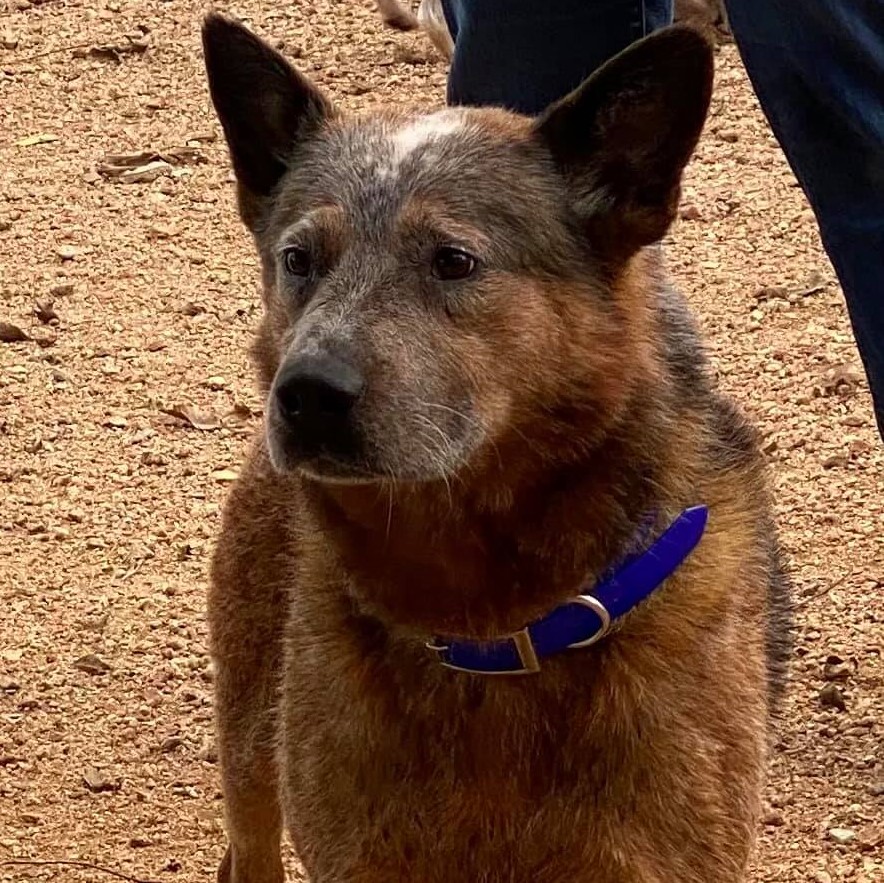 Clyde | Dog Ranch Rescue