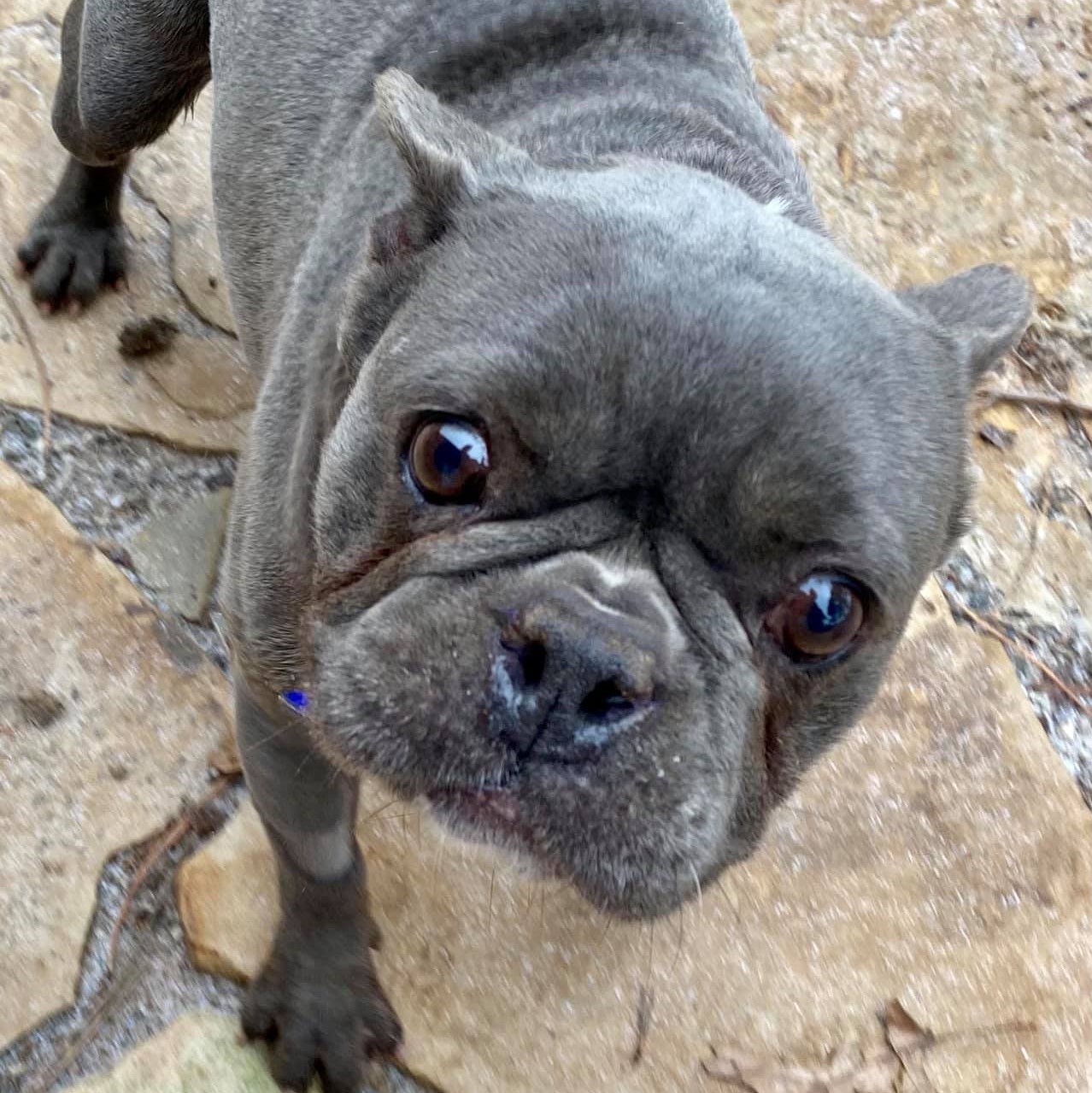 Van Halen | Dog Ranch Rescue