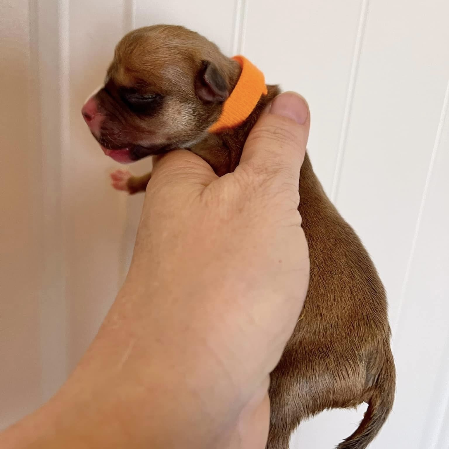 Lottie Deno | Dog Ranch Rescue