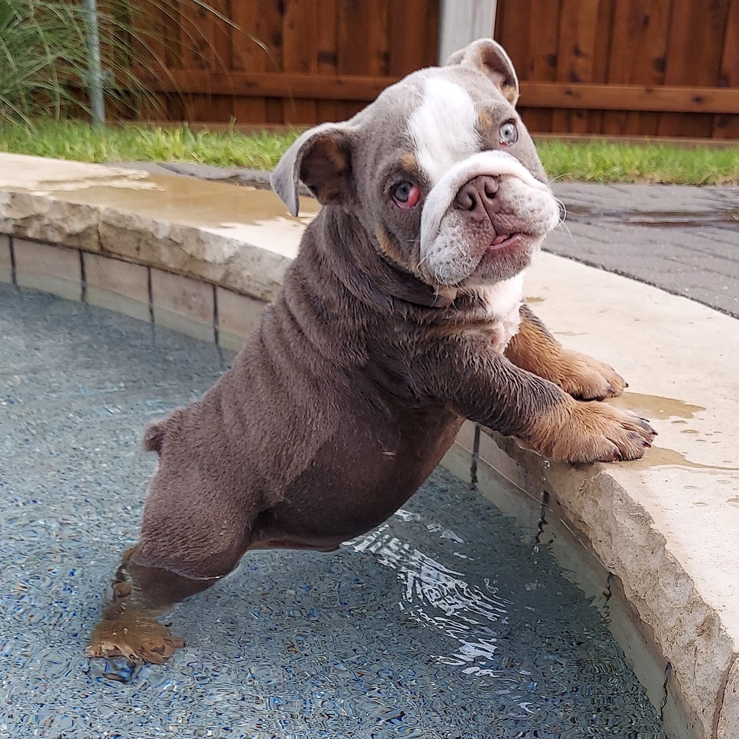 Chunk | Dog Ranch Rescue