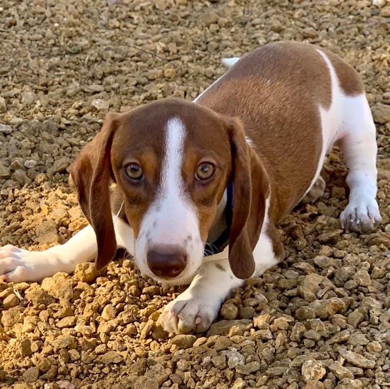 Somersault | Dog Ranch Rescue