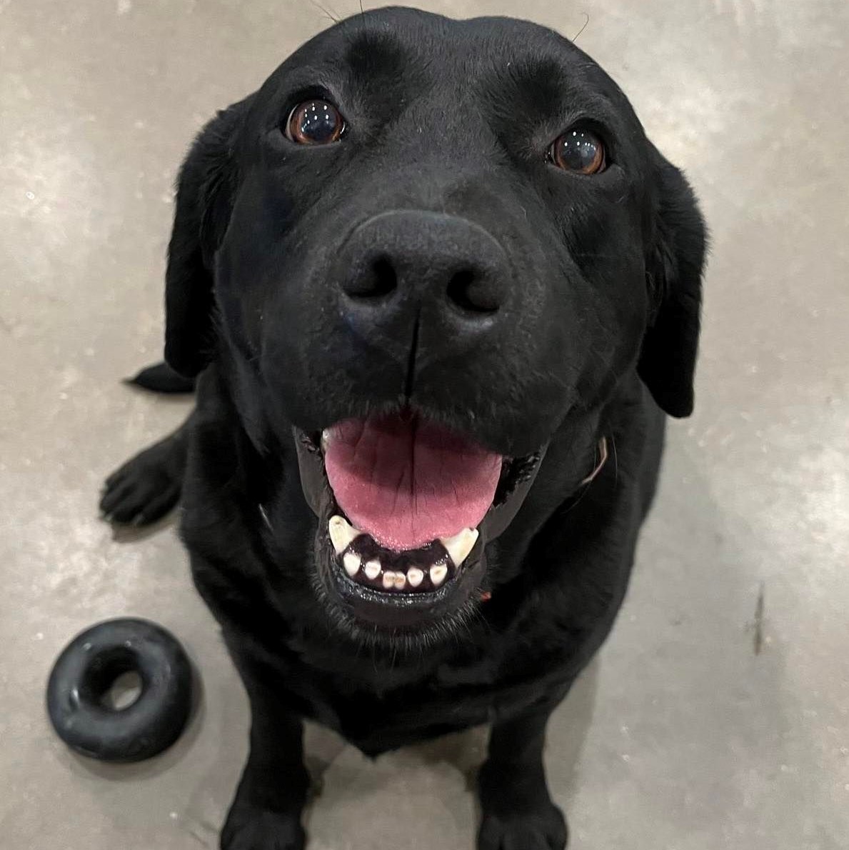 Swelter | Dog Ranch Rescue