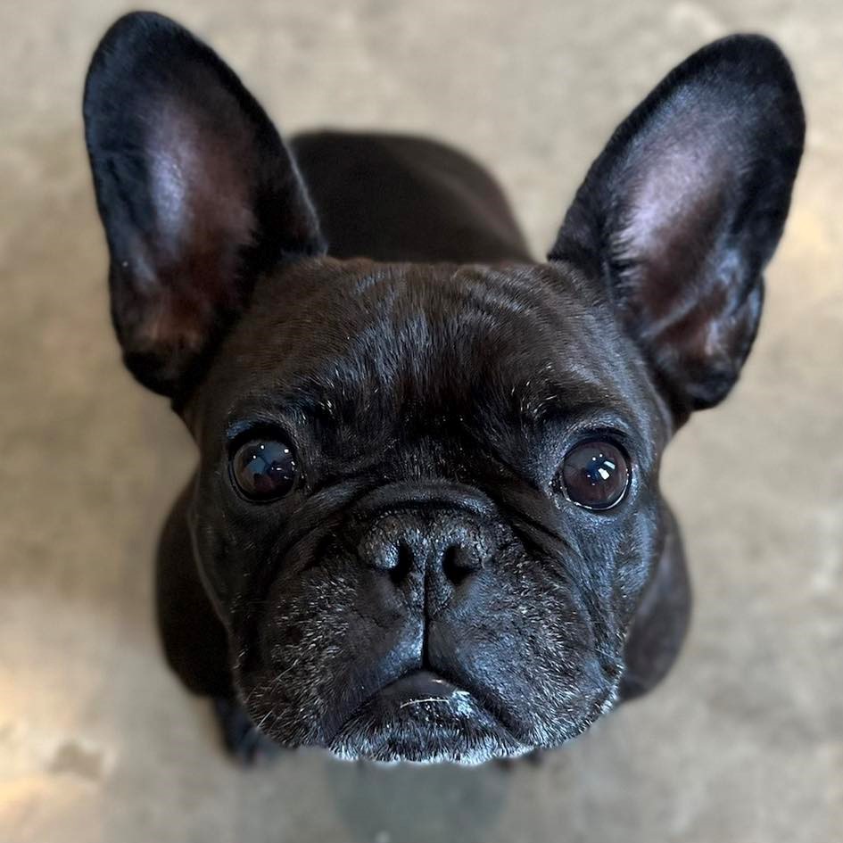 Zoe | Dog Ranch Rescue