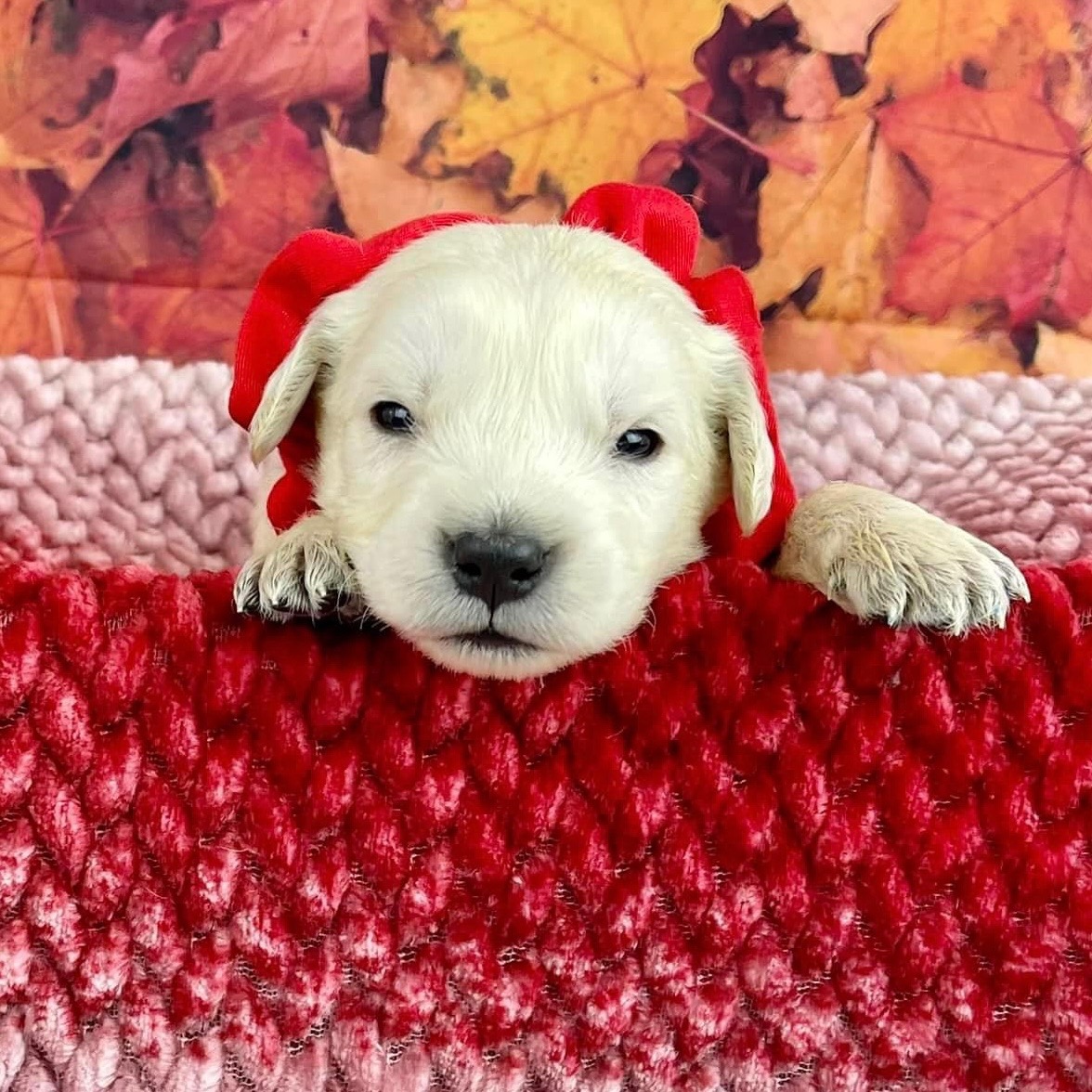 Red Baron | Dog Ranch Rescue