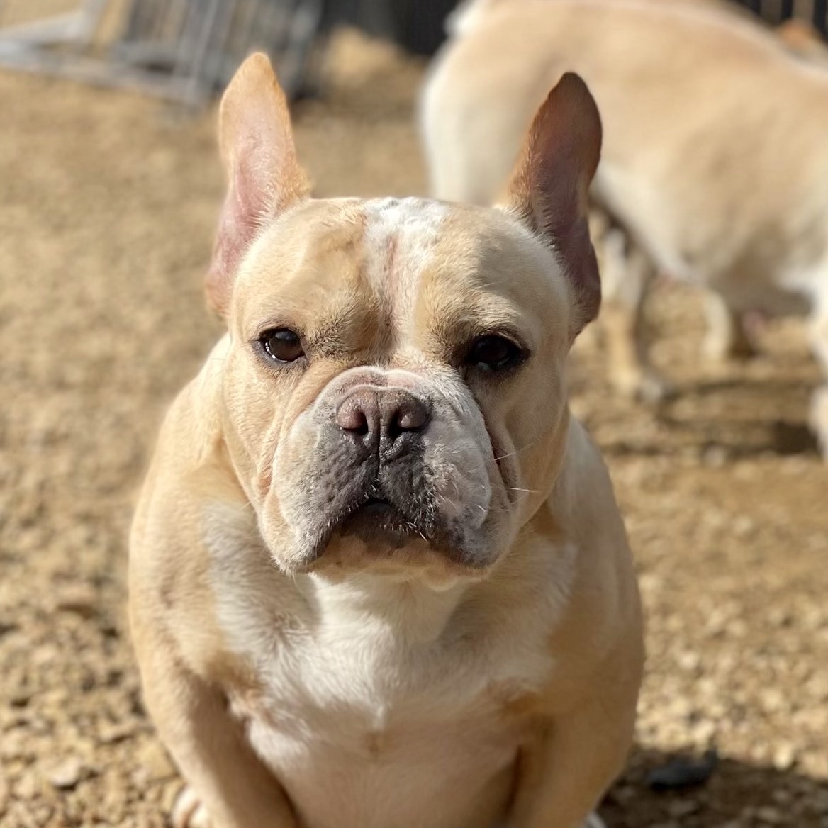 Shorty | Dog Ranch Rescue