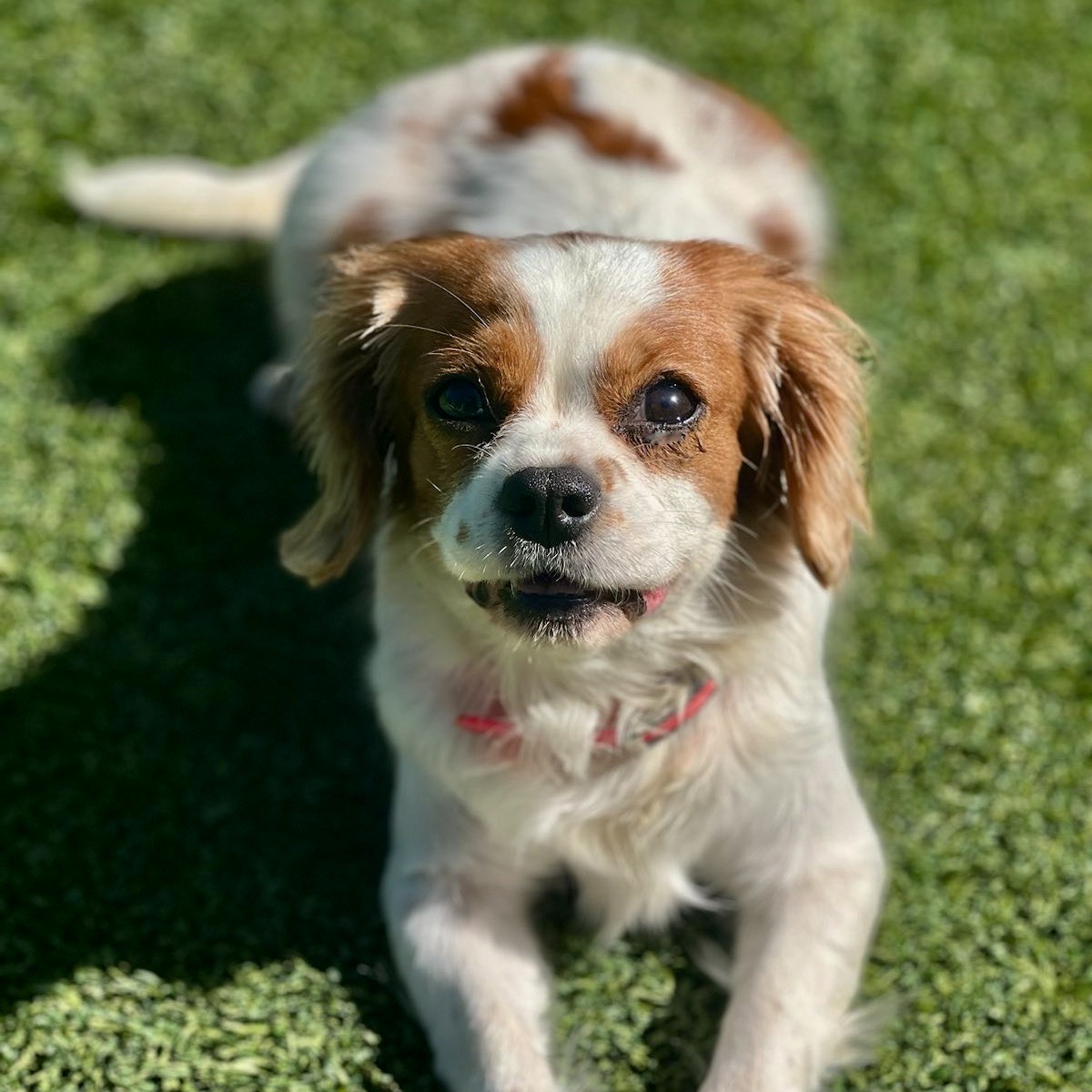Kelly Clarkson | Dog Ranch Rescue