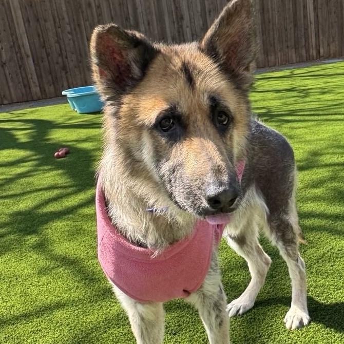 Jim Willie | Dog Ranch Rescue