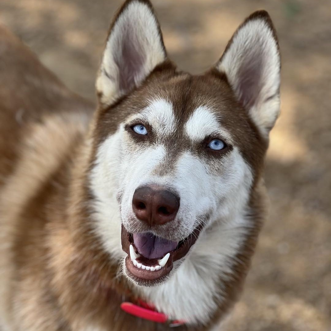 Val | Dog Ranch Rescue