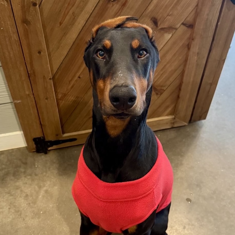 Ace | Dog Ranch Rescue