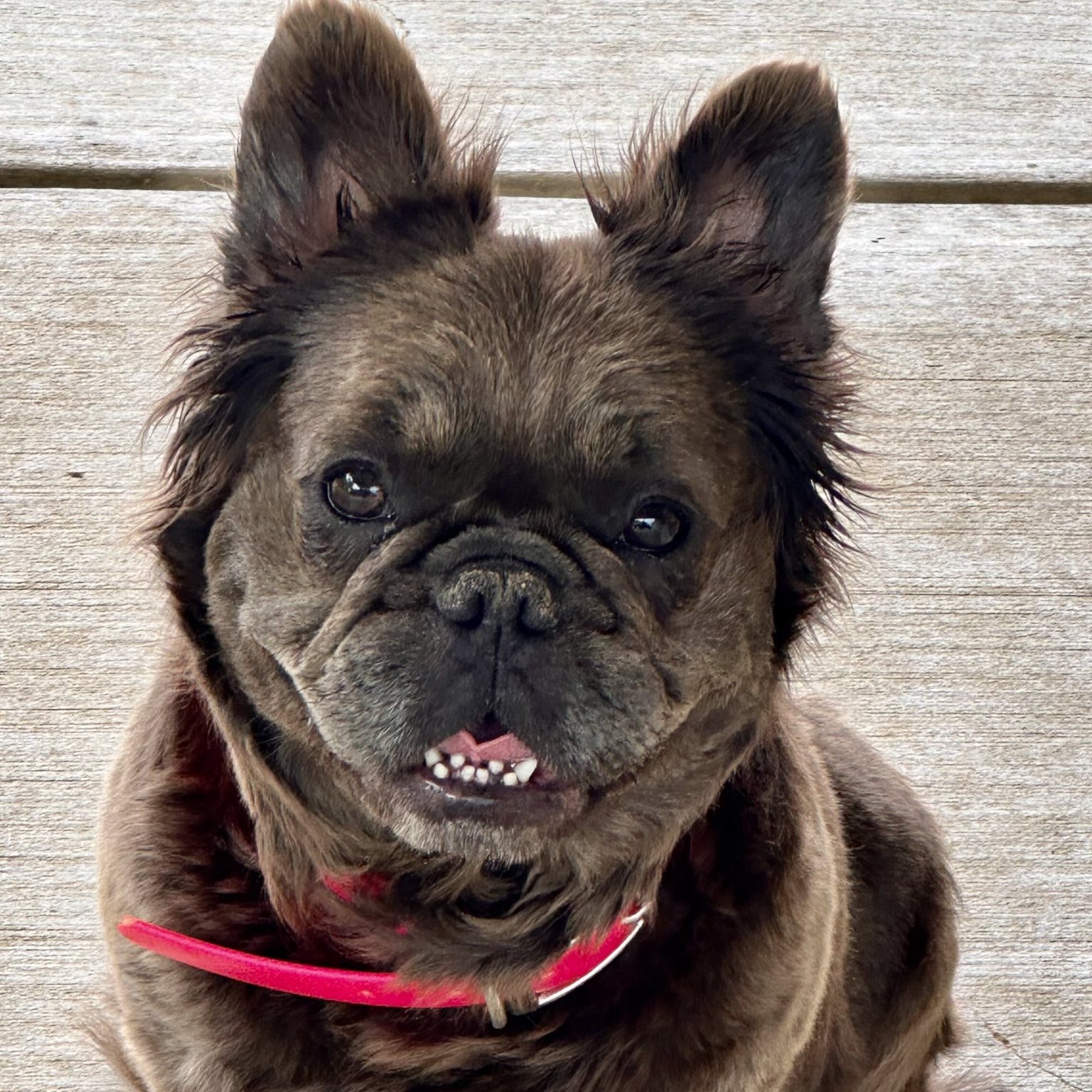 Barbara | Dog Ranch Rescue