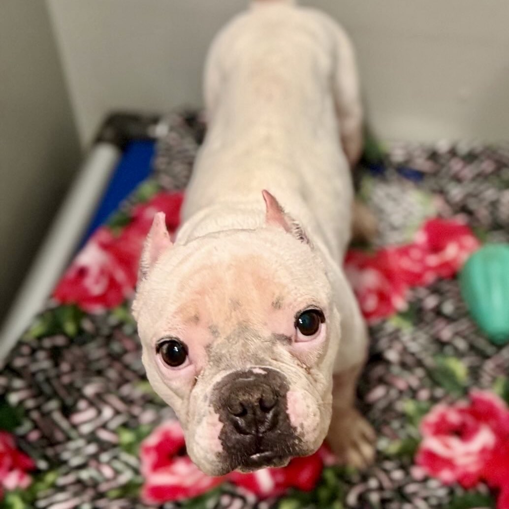 Harlow | Dog Ranch Rescue