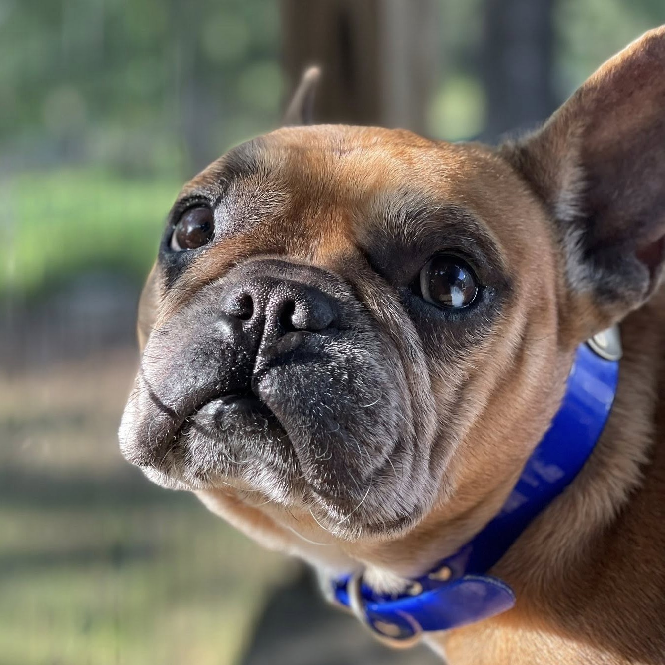 Marvin | Dog Ranch Rescue