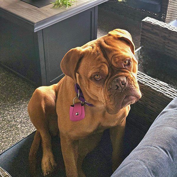 Happy Tails | Dog Ranch Rescue