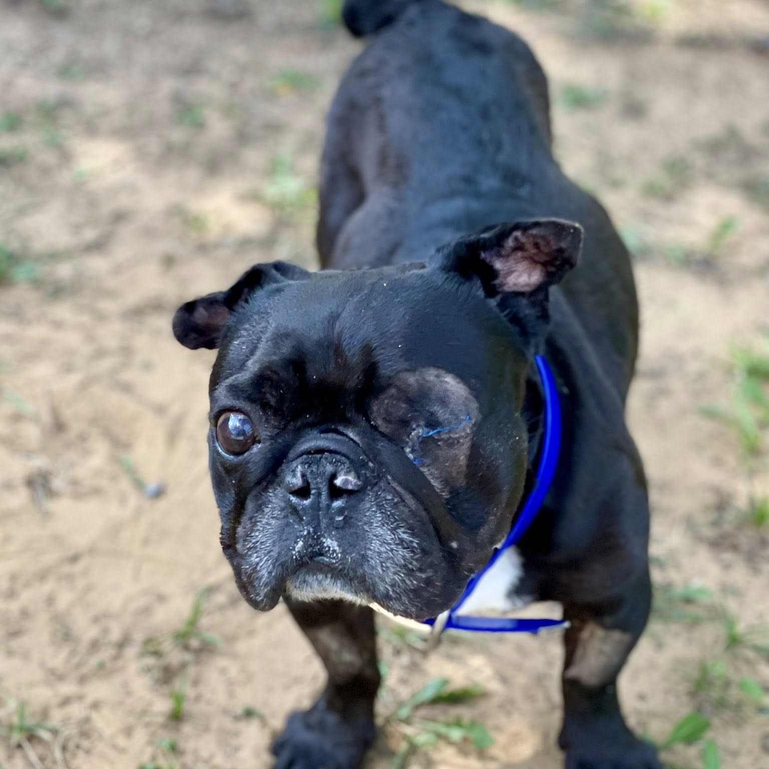 Smoke | Dog Ranch Rescue