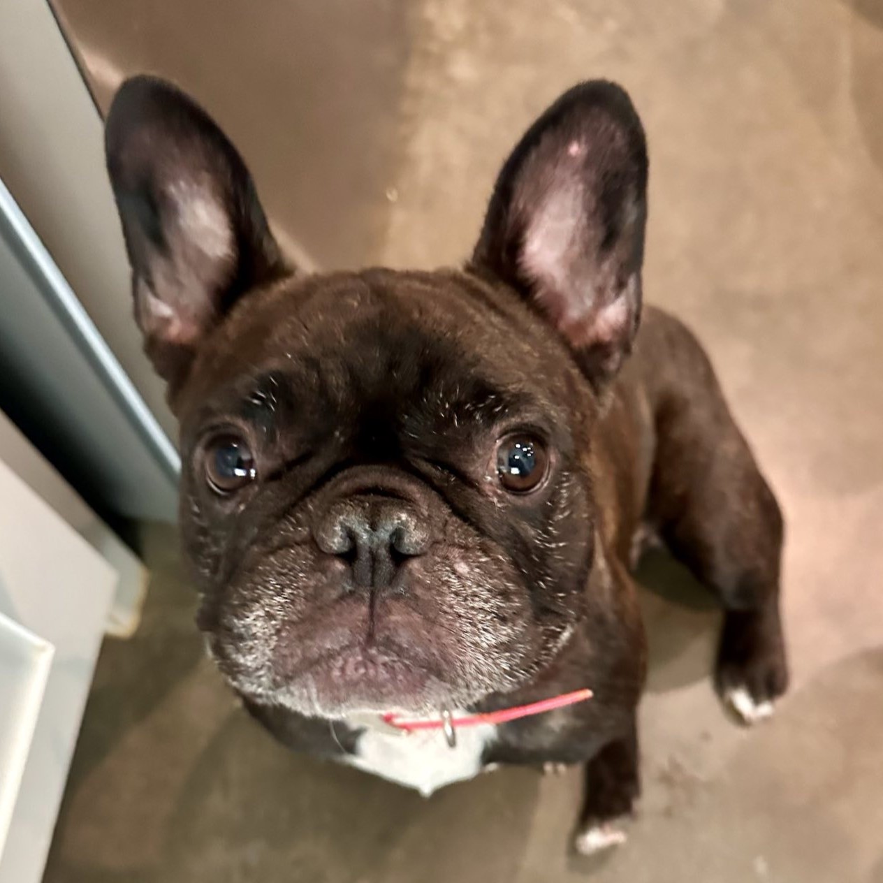 Maren | Dog Ranch Rescue