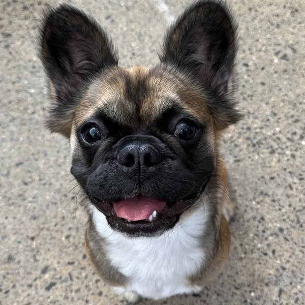 Pringle | Dog Ranch Rescue