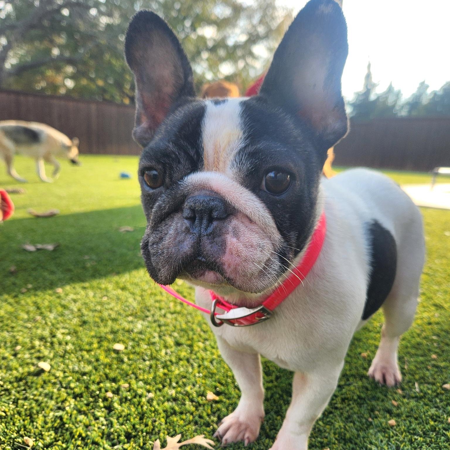 Dior | Dog Ranch Rescue