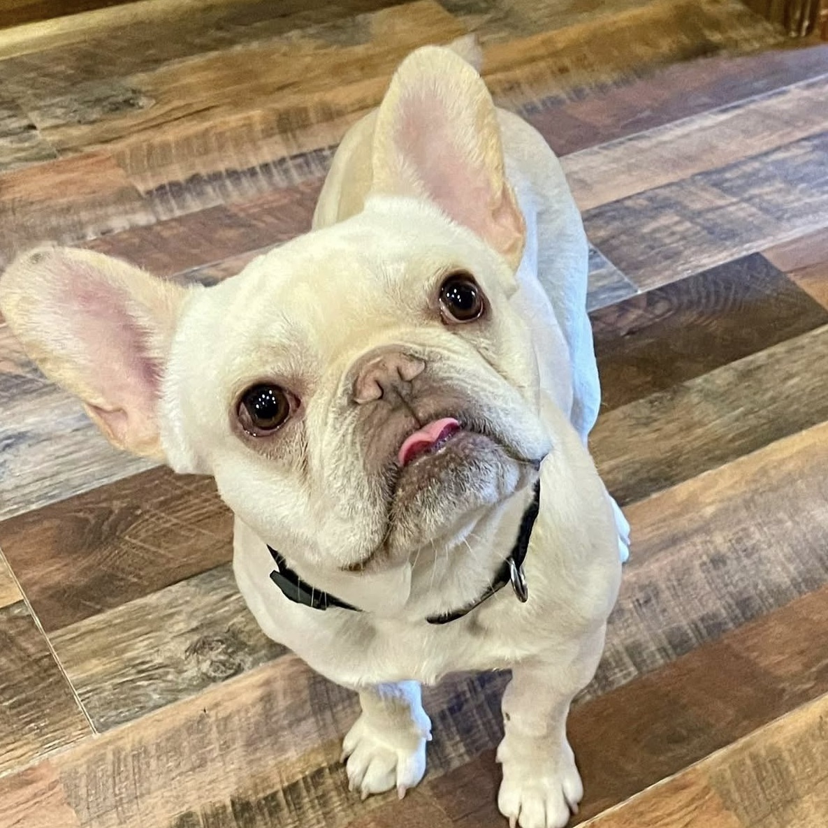 Percival | Dog Ranch Rescue