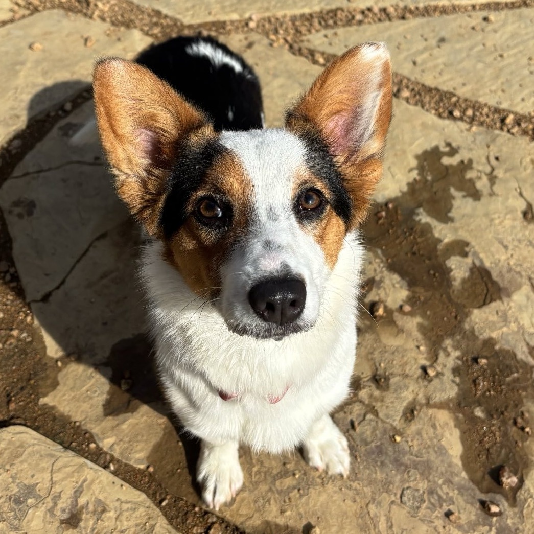 Little Debbie | Dog Ranch Rescue