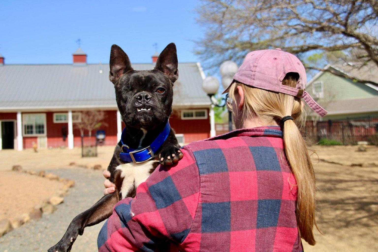Bluto | Dog Ranch Rescue